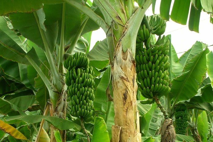 Media Tanam dari Batang Pisang, Manfaat dan Cara Pembuatannya | Dinas ...